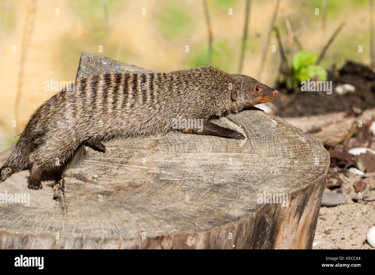 the striped mongoose rests on a stump in Ruaha National Park ,Iringa ...