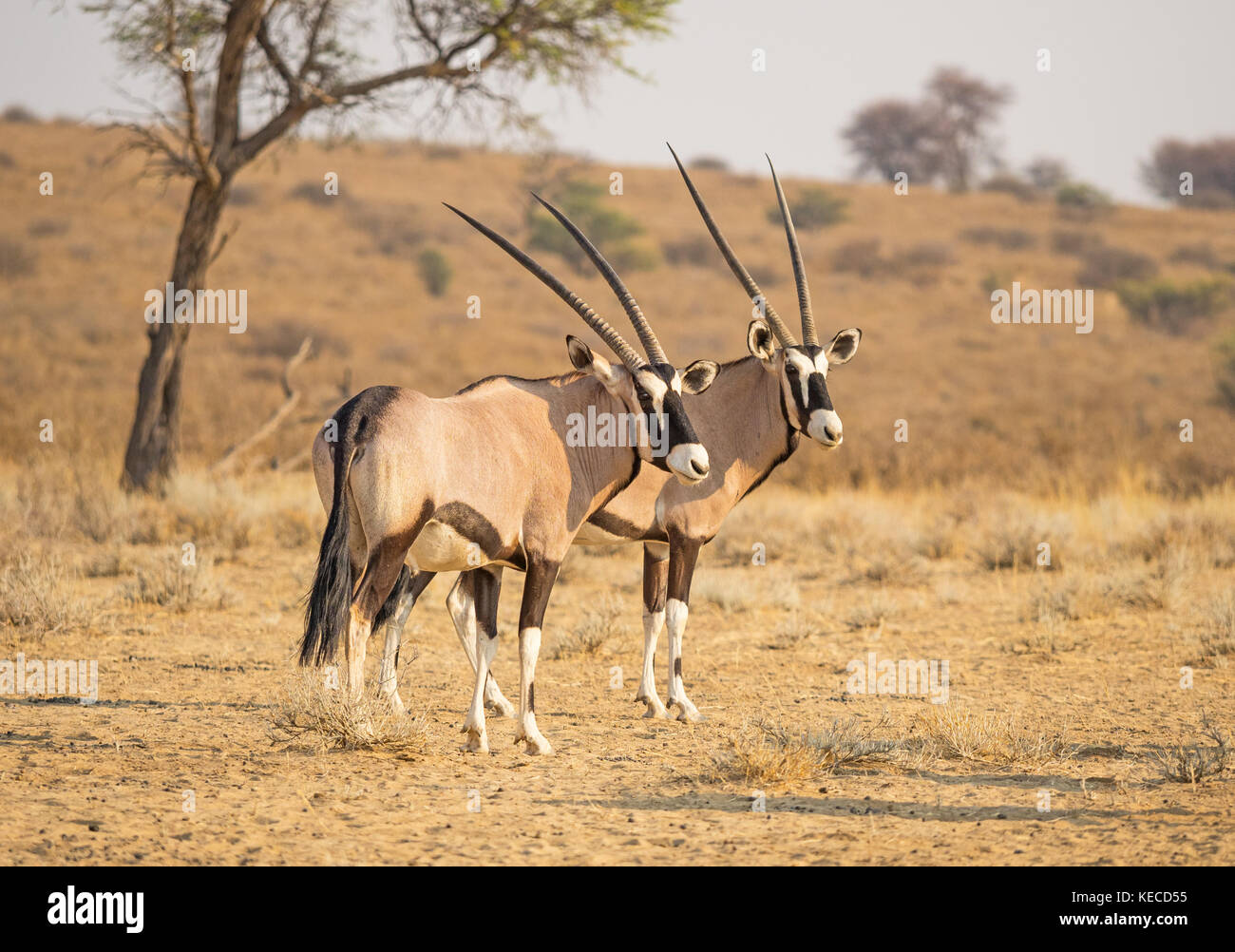 A pair of gemsbok in the Kgalagadi Transfrontier Park, situated in the ...