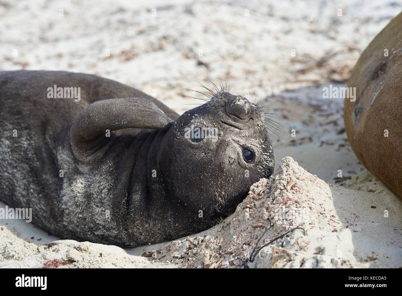 Recently born Southern Elephant Seal pup (Mirounga leonina) on a sandy ...