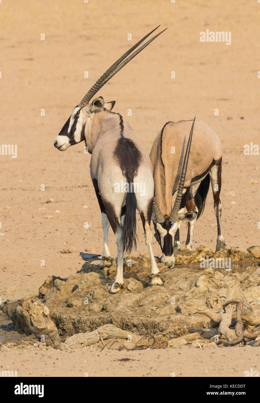 A pair of gemsbok at a waterhole in the Kgalagadi Transfrontier Park ...
