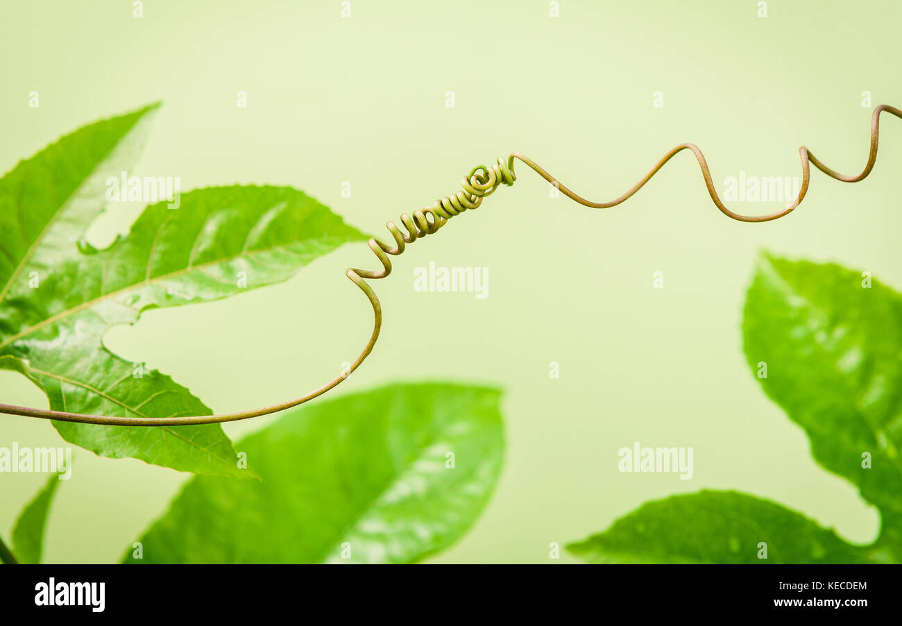 Close up of connected vine on light green background . Connected vine ...
