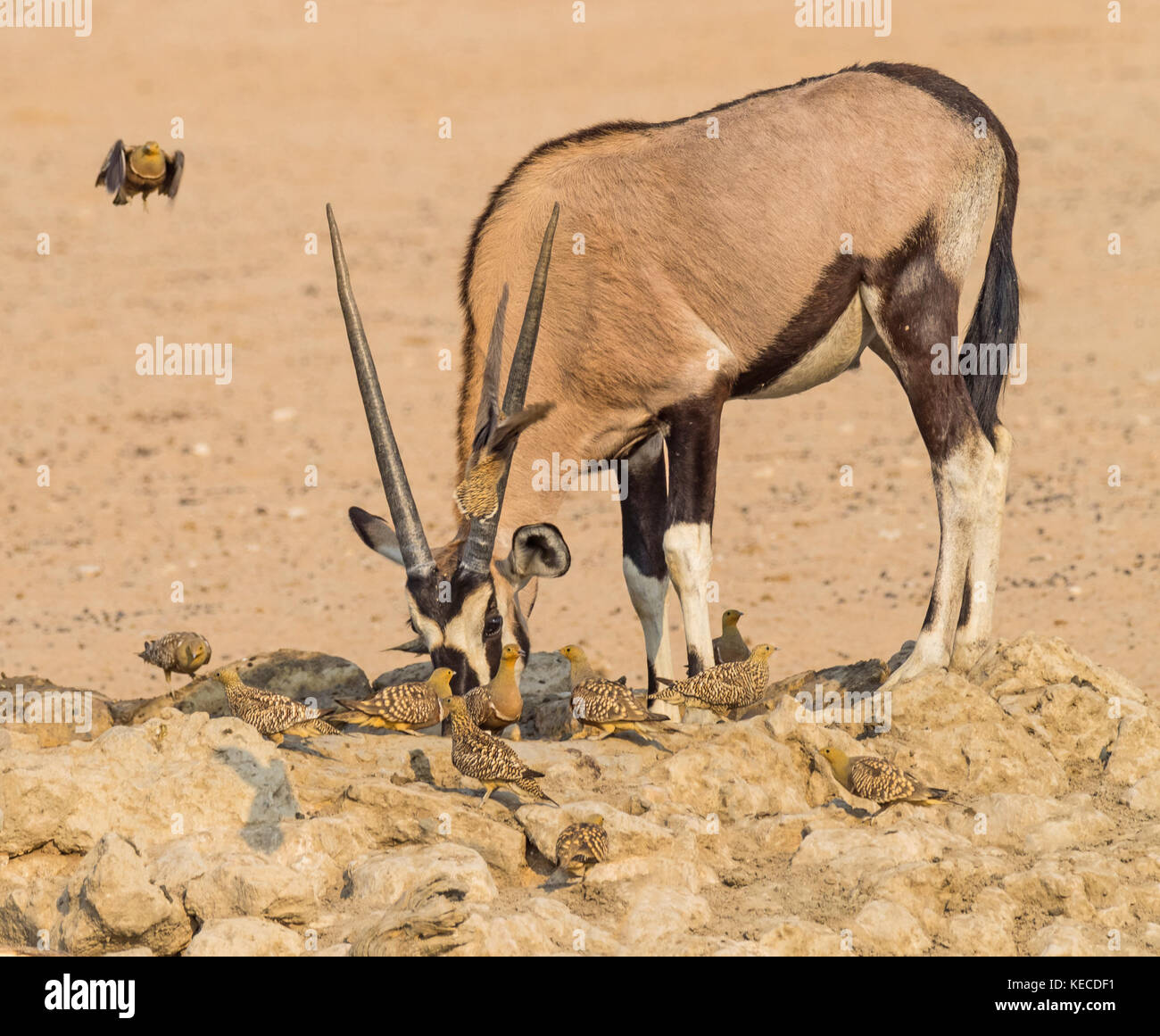 A gemsbok drinking with Namaqua Sandgrouse in the Kgalagadi ...