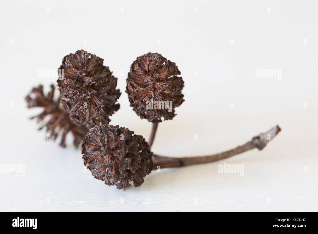 close up of seeds Stock Photo - Alamy