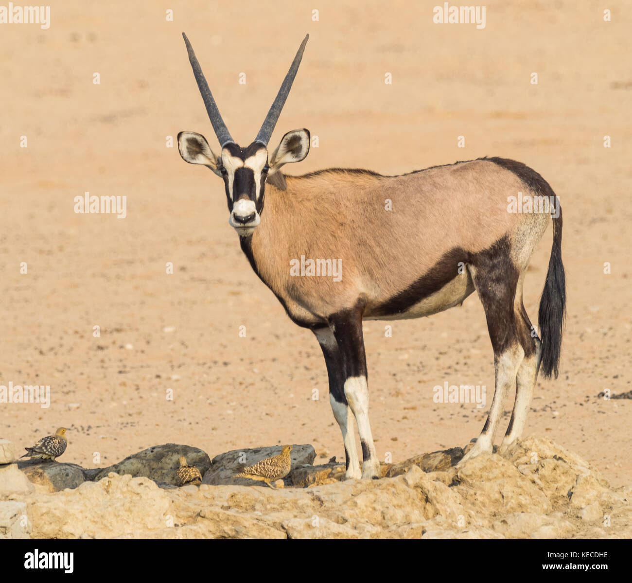 A gemsbok drinking with Namaqua Sandgrouse in the Kgalagadi ...