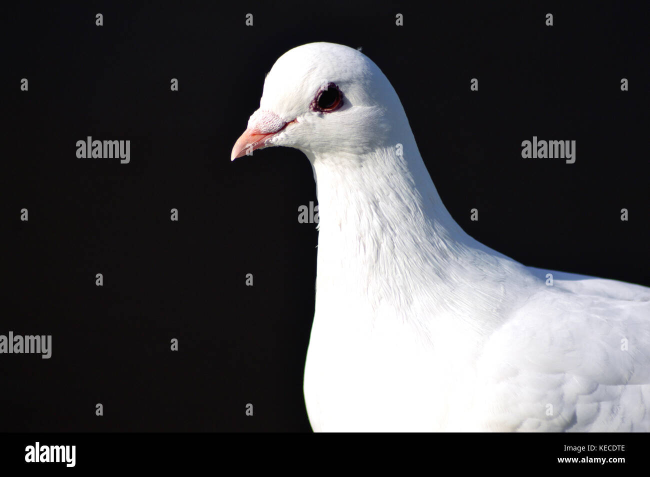 Risoria hi-res stock photography and images - Alamy