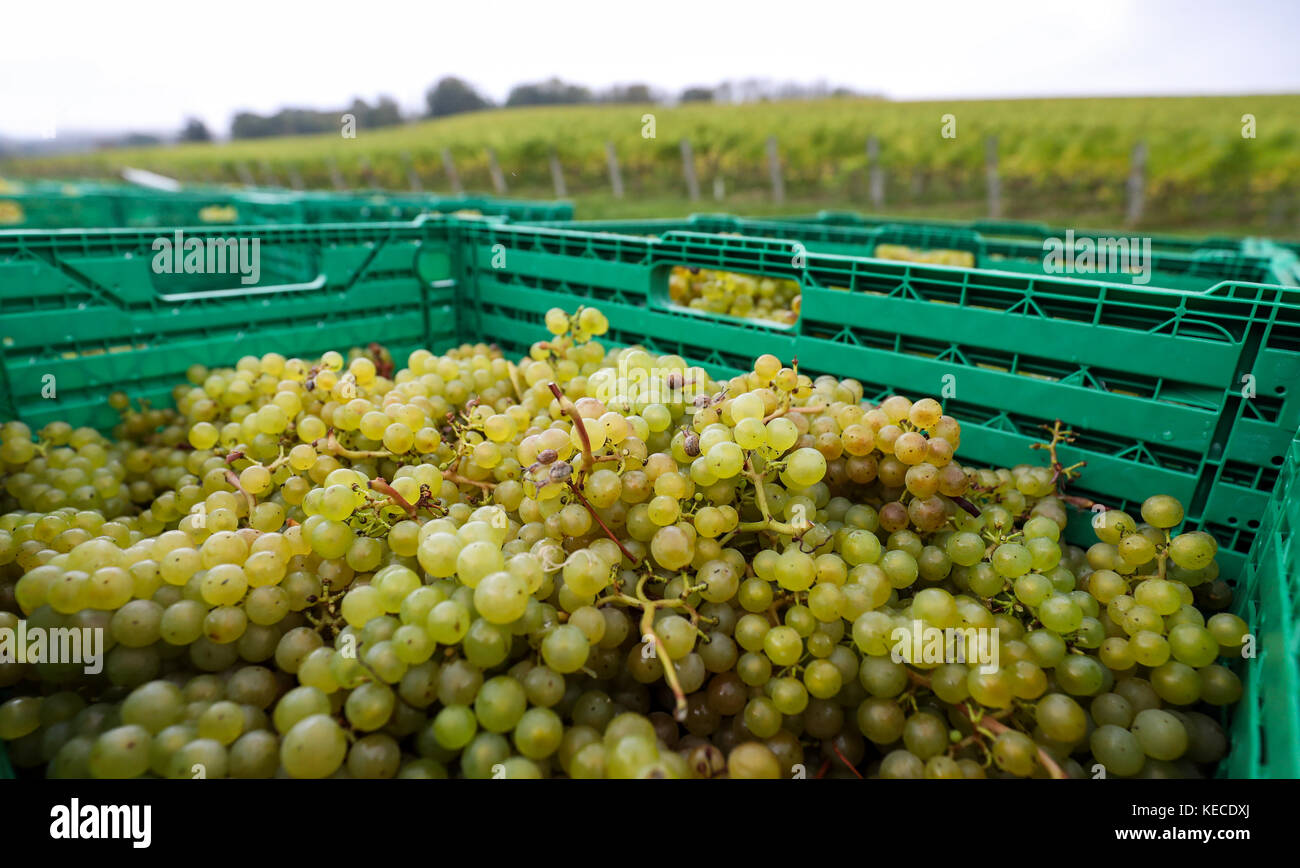2017 vintage waitroses leckford estate brut hi-res stock photography ...