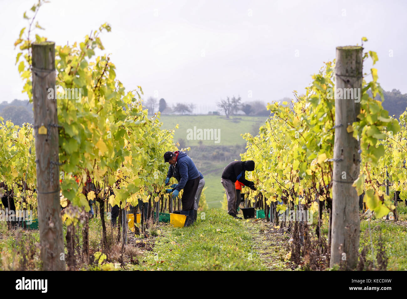 2017 vintage waitroses leckford estate brut hi-res stock photography ...