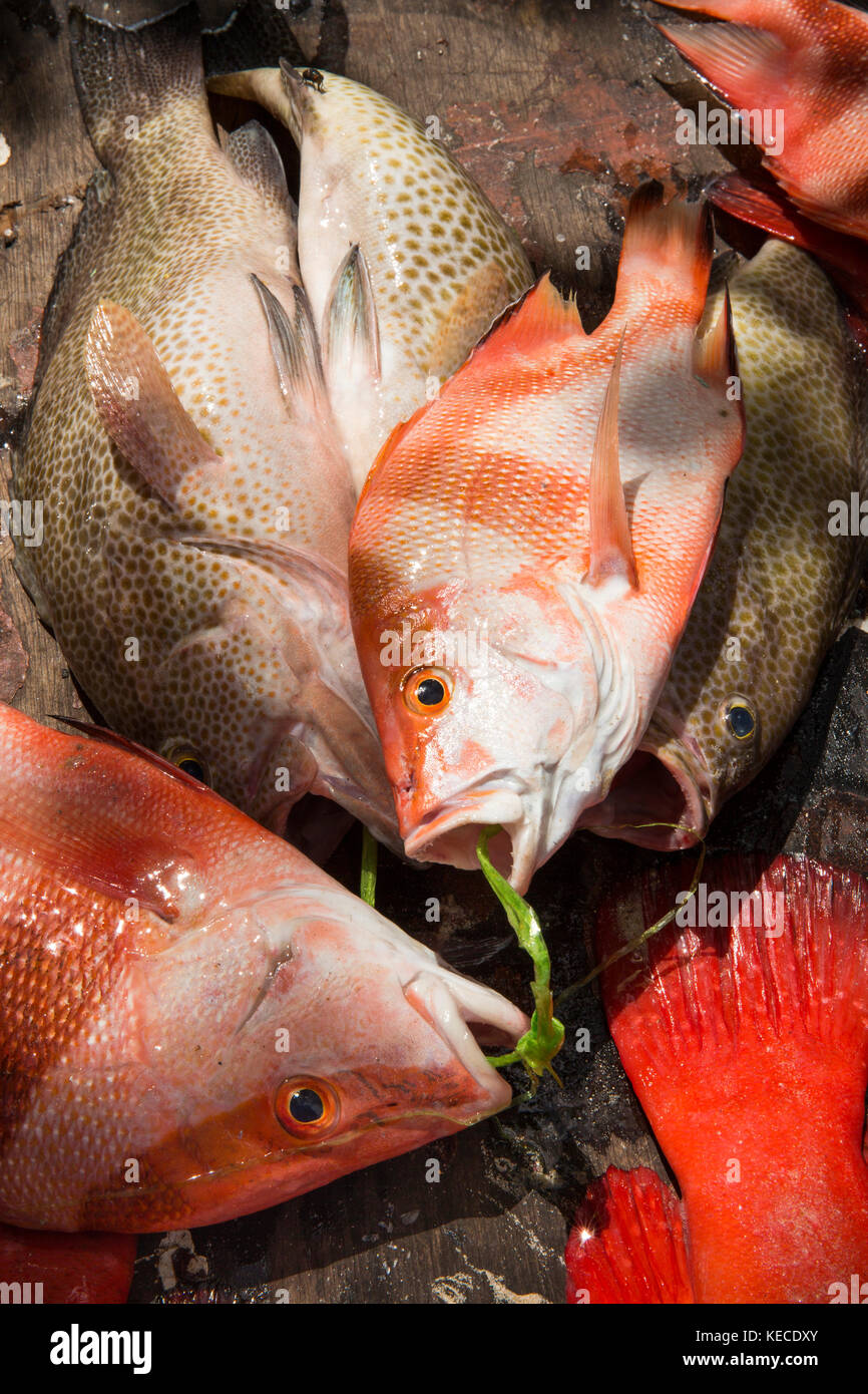 The Seychelles, Mahe, Victoria, Sir Selwyn Selwyn-Clarke Market, fish ...