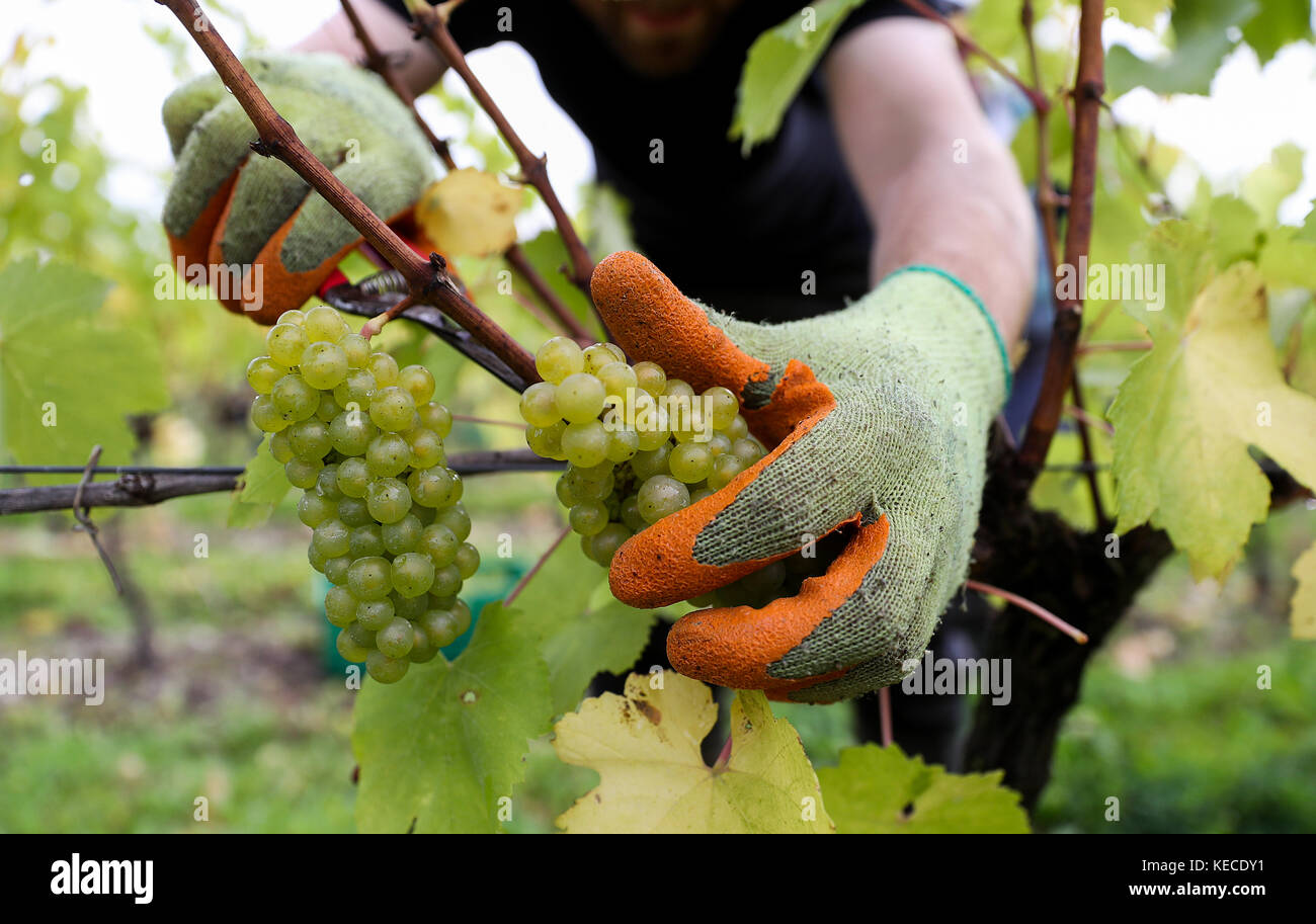 2017 vintage waitroses leckford estate brut hi-res stock photography ...