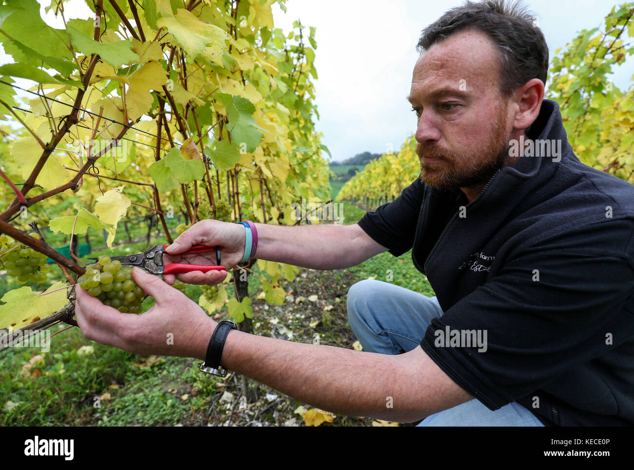 Fruit farm manager Colin Pratt harvests some of the last of the ...