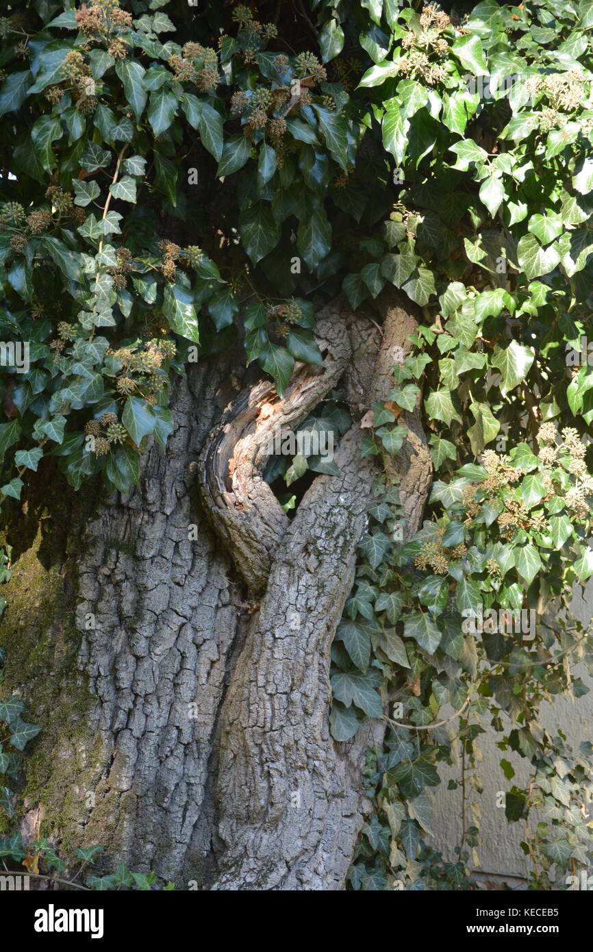 Gnarledly old tree with ivy covered Stock Photo - Alamy