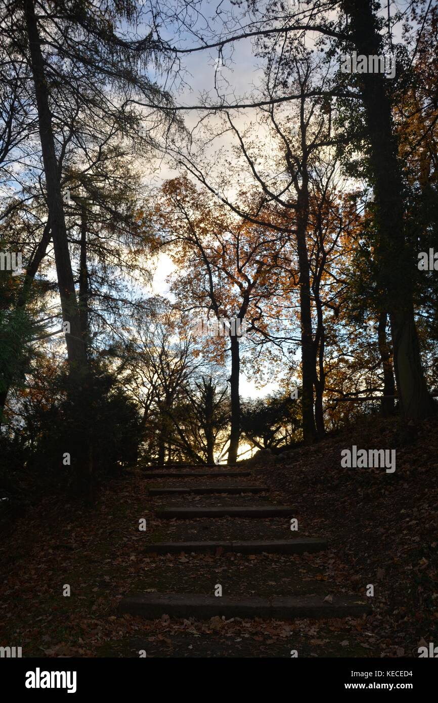 Stairs in a forest Stock Photo - Alamy