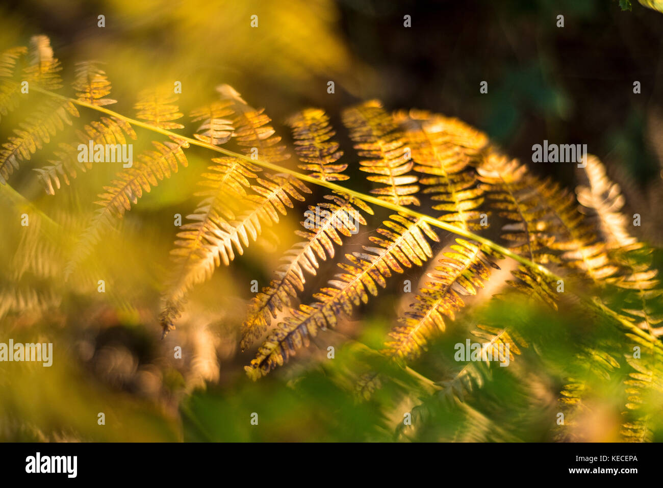 Close up of ferns changing autumnal colour, Woodland Landscape, Oxford ...