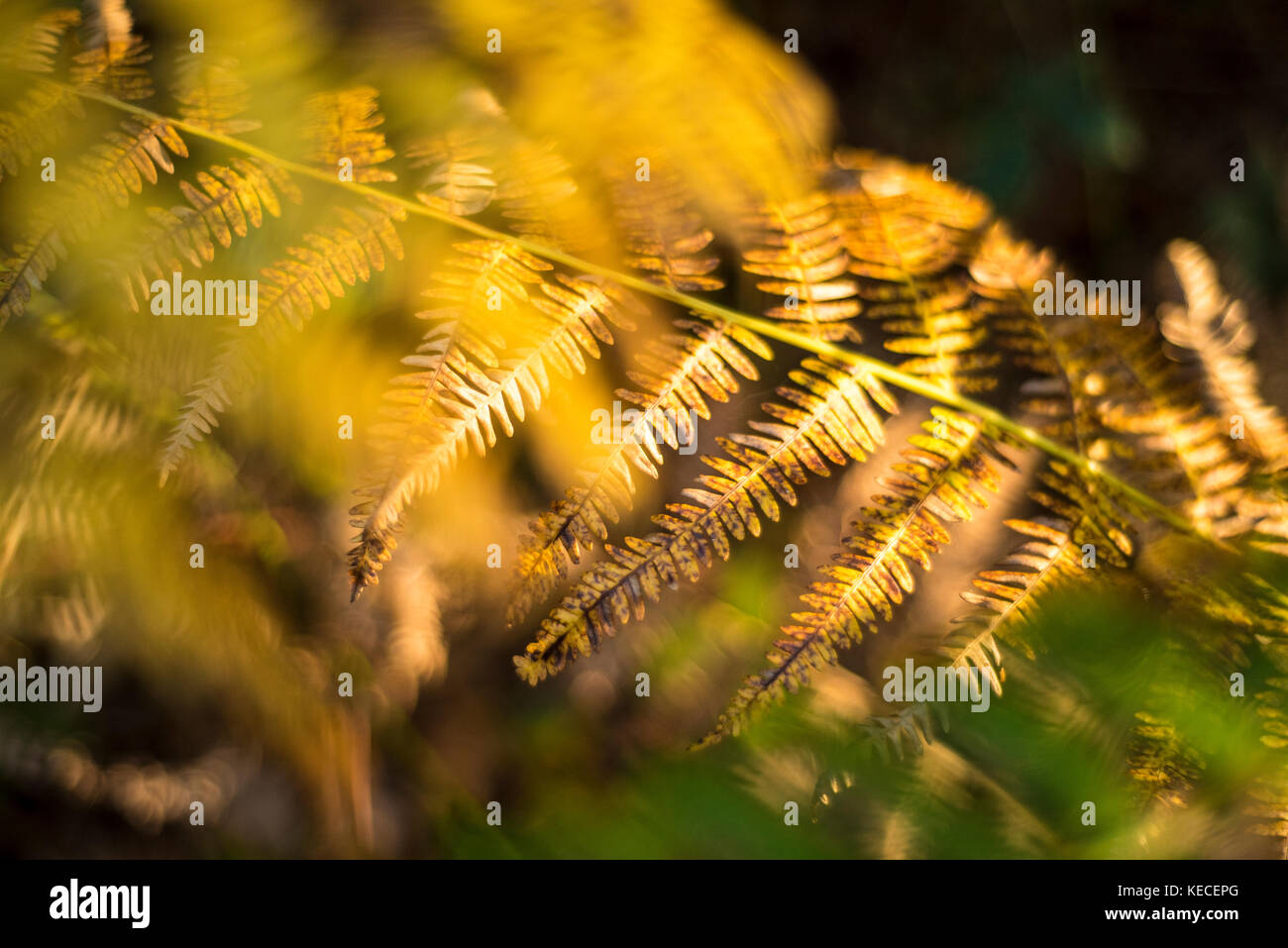 Close up of ferns changing autumnal colour, Woodland Landscape, Oxford ...