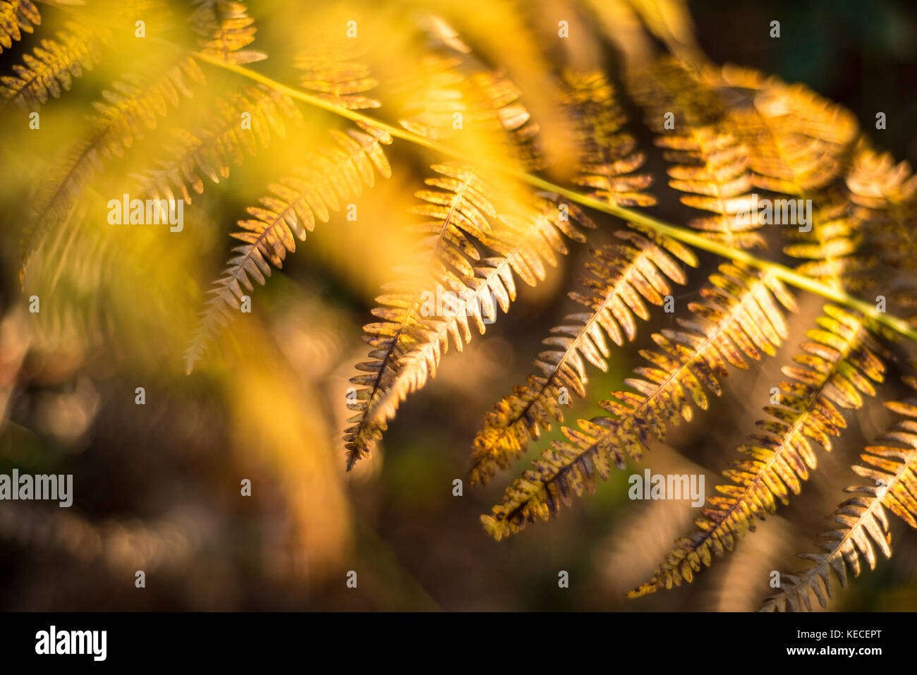Close up of ferns changing autumnal colour, Woodland Landscape, Oxford ...