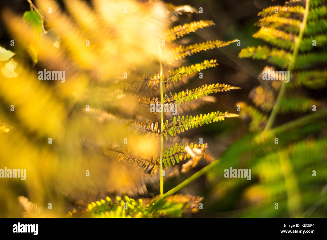 Close up of ferns changing autumnal colour, Woodland Landscape, Oxford ...