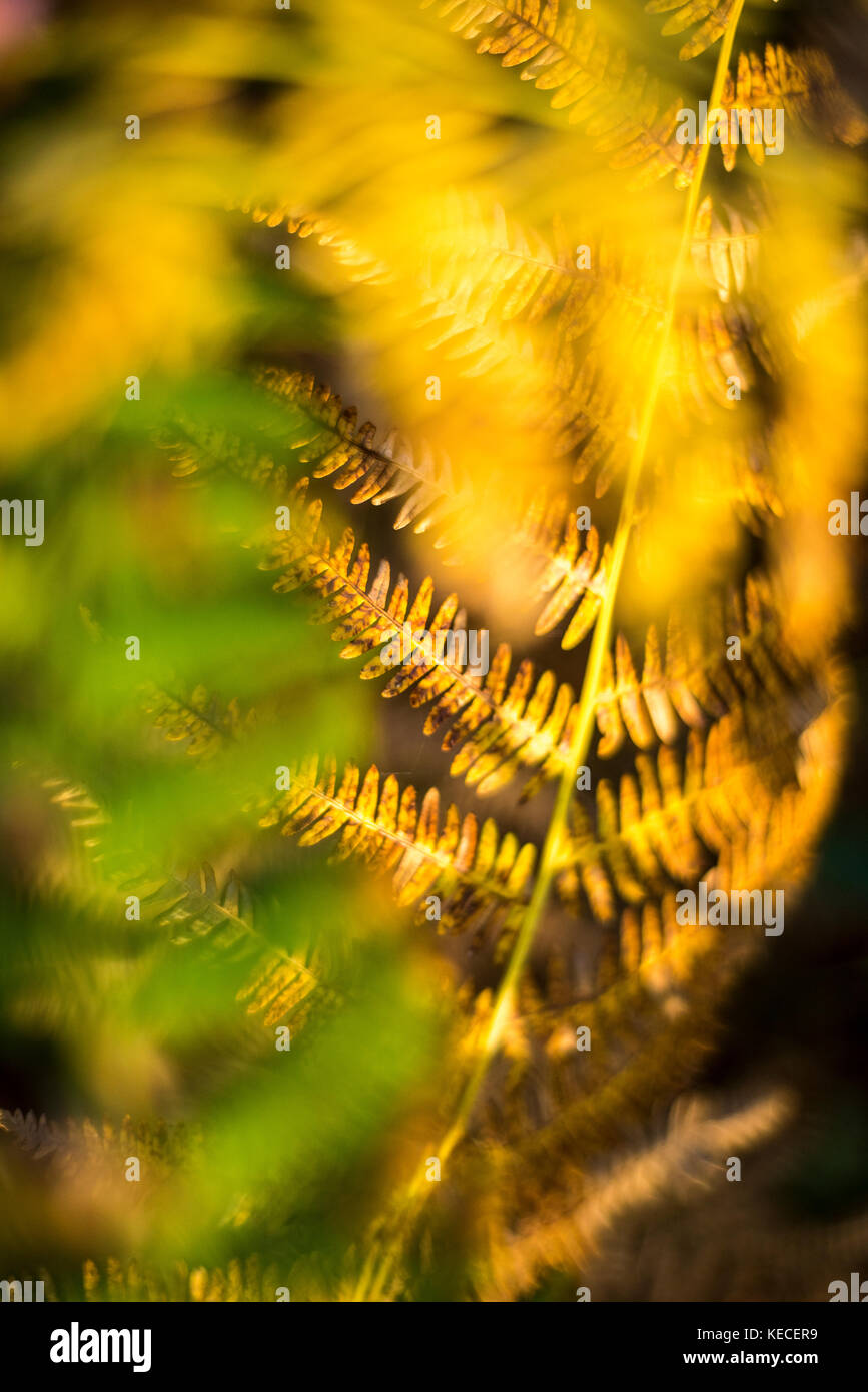 Close up of ferns changing autumnal colour, Woodland Landscape, Oxford ...