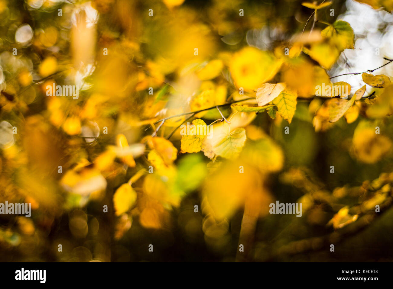 Golden autumnal leaves in a Woodland Landscape, Oxford, UK Stock Photo ...