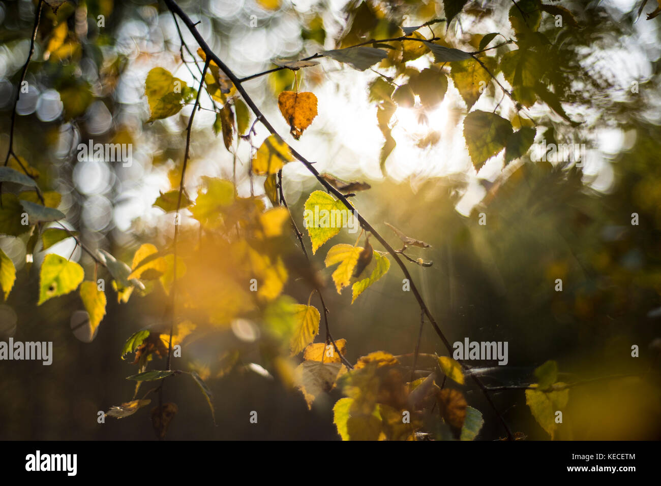 Golden autumnal leaves in a Woodland Landscape, Oxford, UK Stock Photo ...