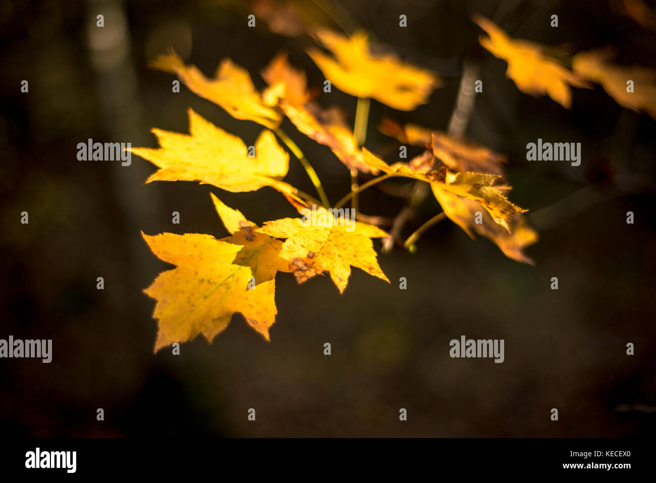 Changing autumnal field maple leaves in sunlight, Woodland Landscape ...