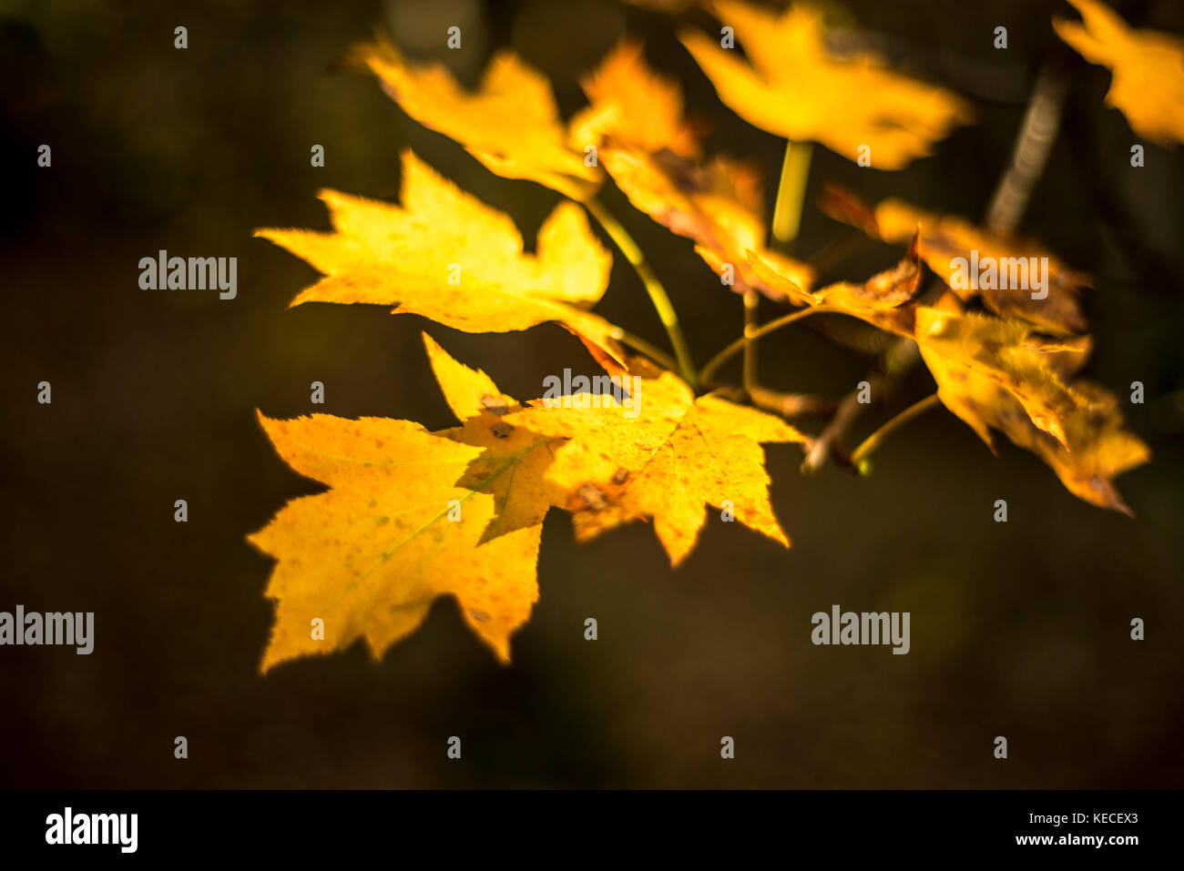 Changing autumnal field maple leaves in sunlight, Woodland Landscape ...