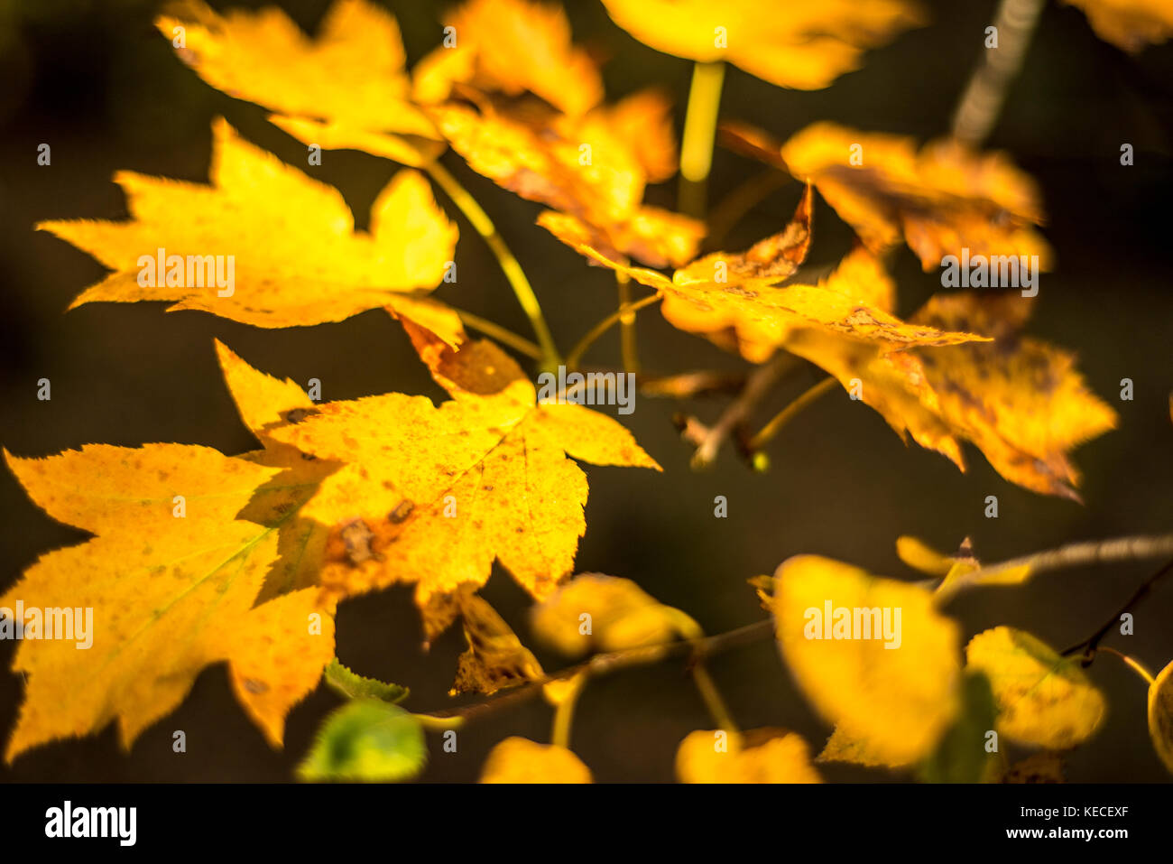 Changing autumnal field maple leaves in sunlight, Woodland Landscape ...