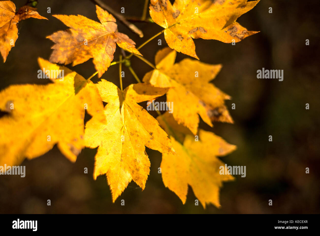 Changing autumnal field maple leaves in sunlight, Woodland Landscape ...