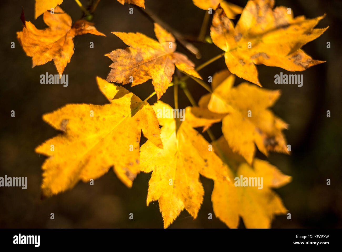 Changing autumnal field maple leaves in sunlight, Woodland Landscape ...
