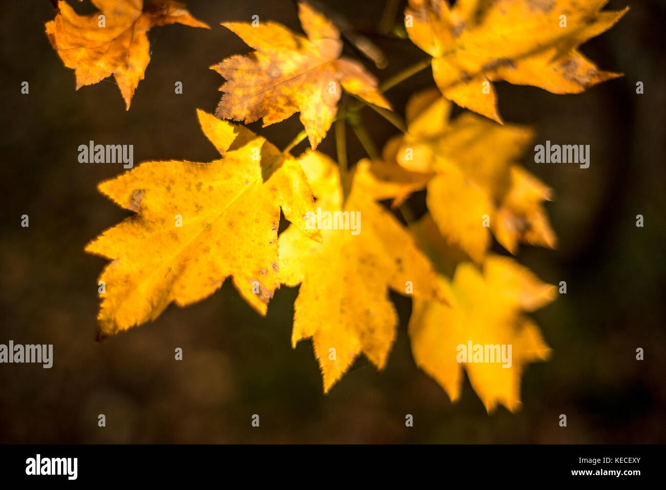 Changing autumnal field maple leaves in sunlight, Woodland Landscape ...
