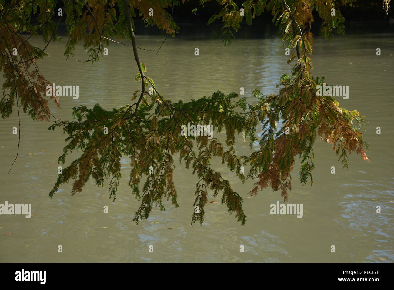 Tree branch over lake hi-res stock photography and images - Alamy