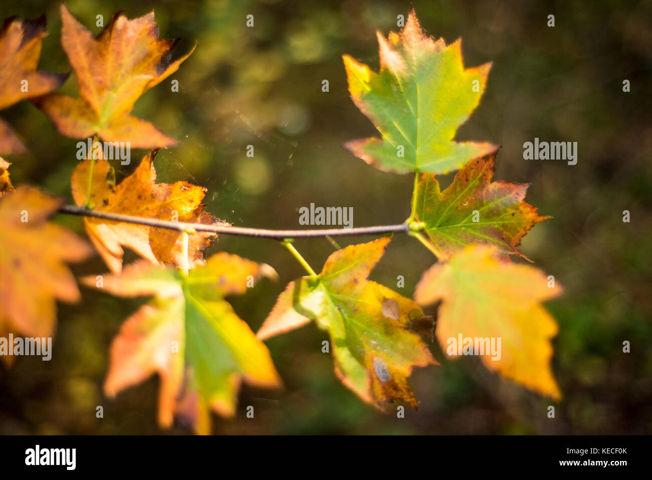 Changing autumnal field maple leaves in sunlight, Woodland Landscape ...