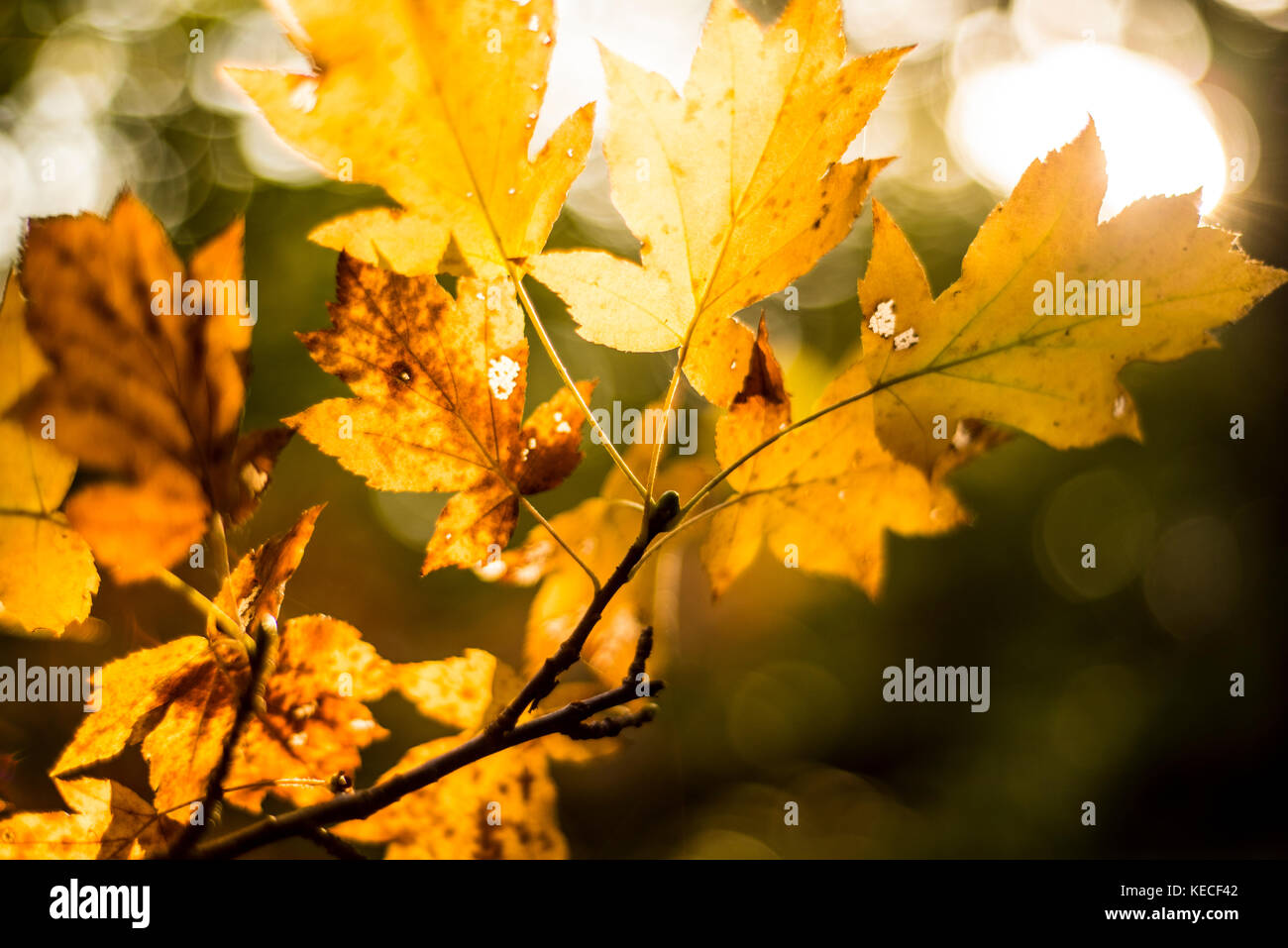Golden autumnal leaves in warm sunlight, Woodland Landscape, Oxford, UK ...