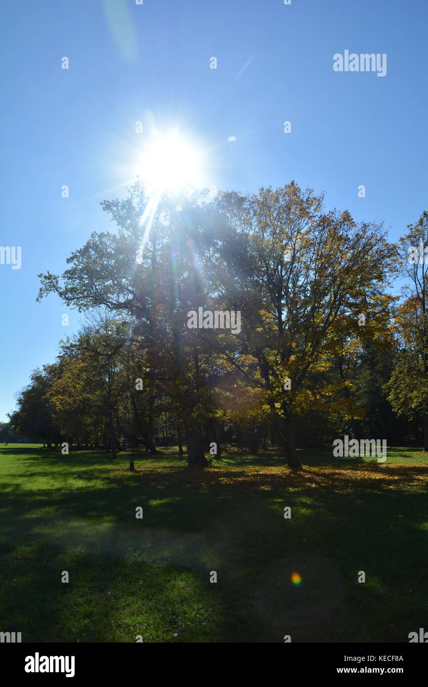 Golden sun shining through autumn hi-res stock photography and images ...