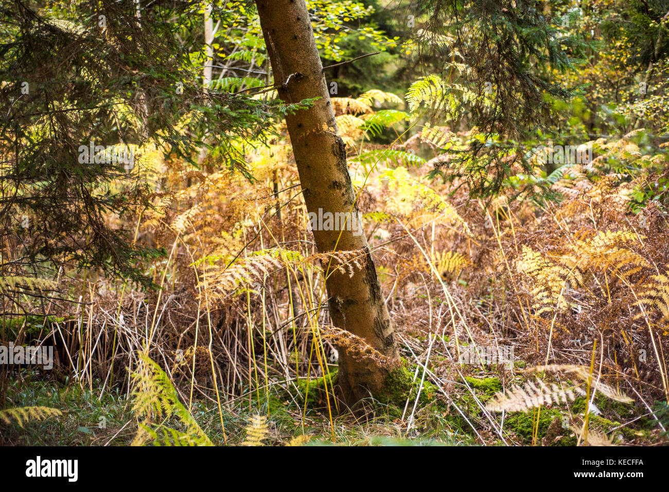 A variety of trees in a scenic natural setting, Woodland Landscape ...