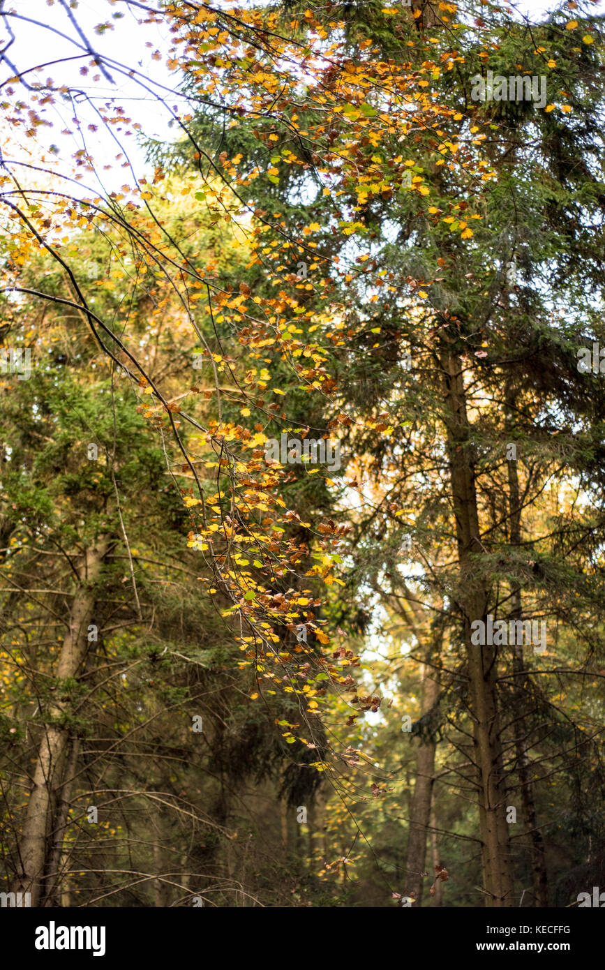 A variety of trees in a scenic natural setting, Woodland Landscape ...