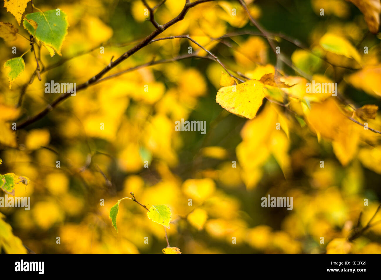 A cascade of golden autumnal silver birch tree leaves, Woodland ...