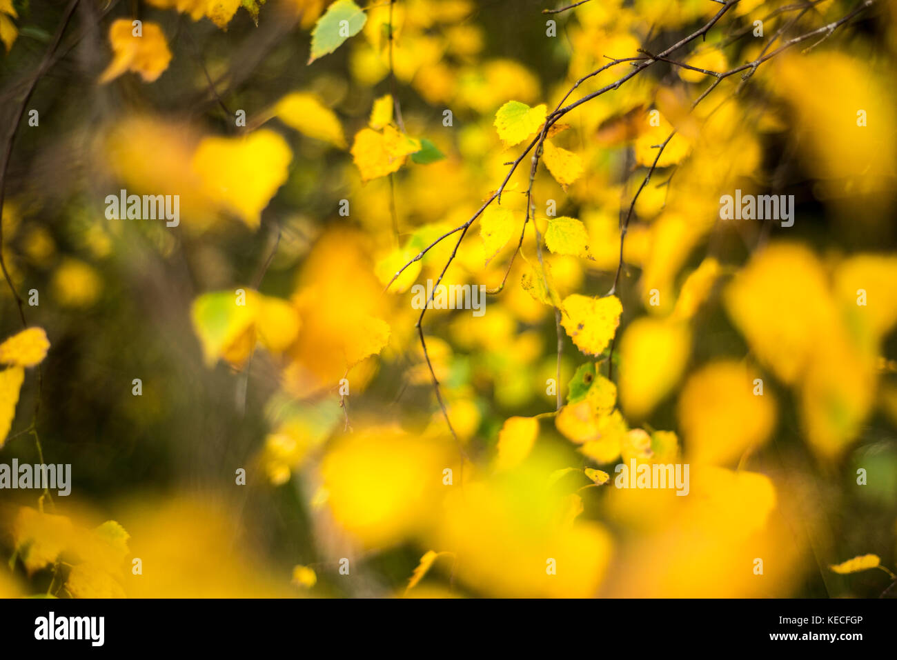 A cascade of golden autumnal silver birch tree leaves, Woodland ...