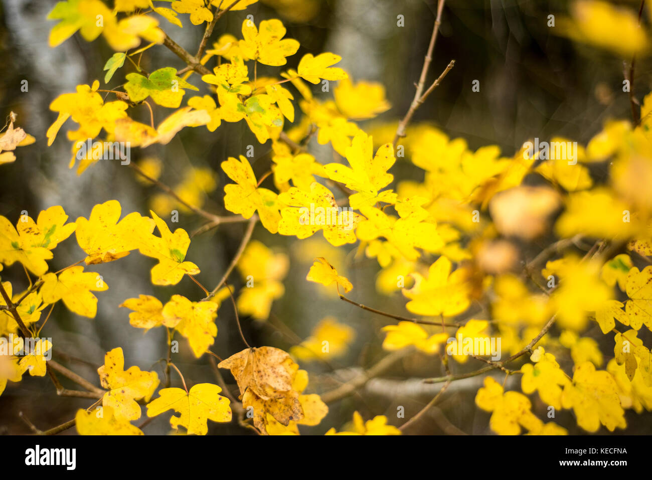 Bright autumnal field maple tree leaves in a popular Woodland Landscape ...