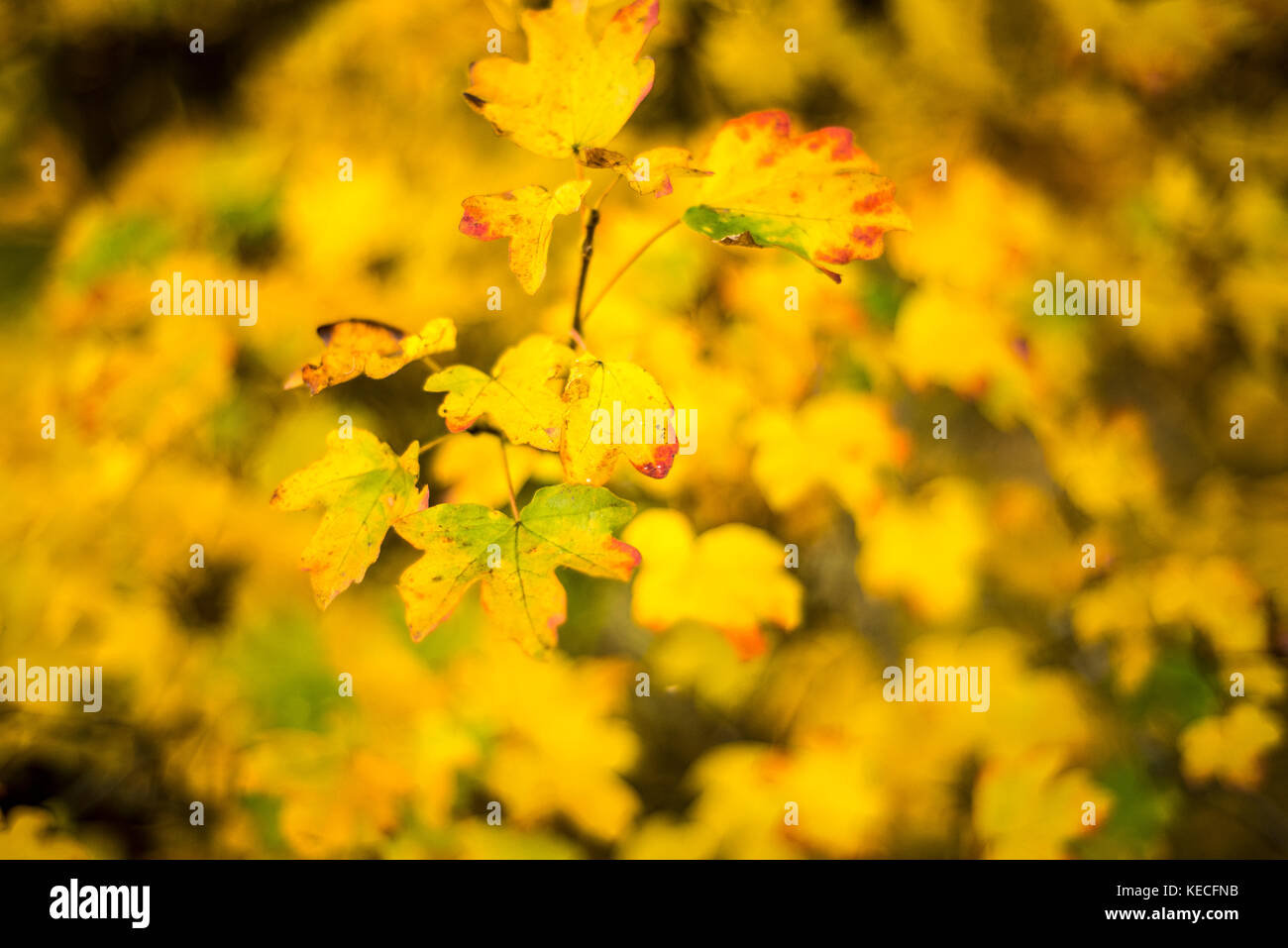 Bright autumnal field maple tree leaves in a popular Woodland Landscape ...
