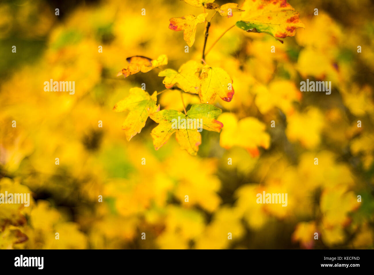 Bright autumnal field maple tree leaves in a popular Woodland Landscape ...