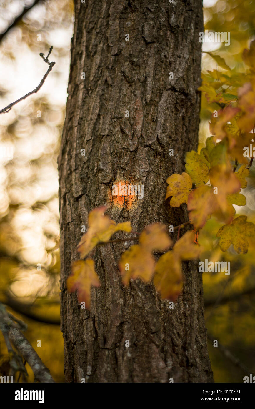Bright autumnal field maple tree leaves in a popular Woodland Landscape ...