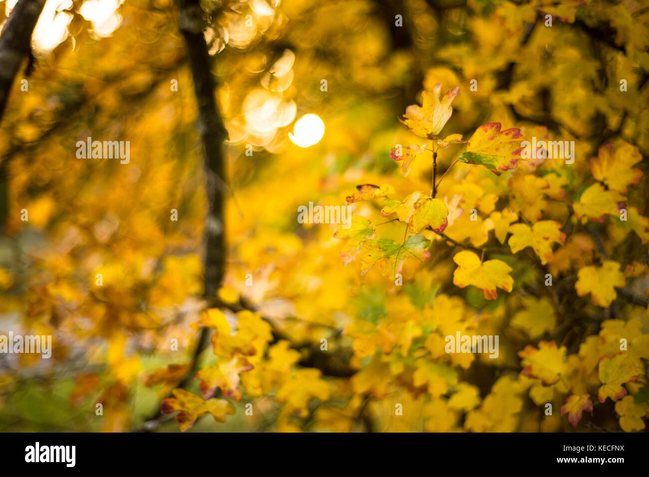 Bright autumnal field maple tree leaves in a popular Woodland Landscape ...