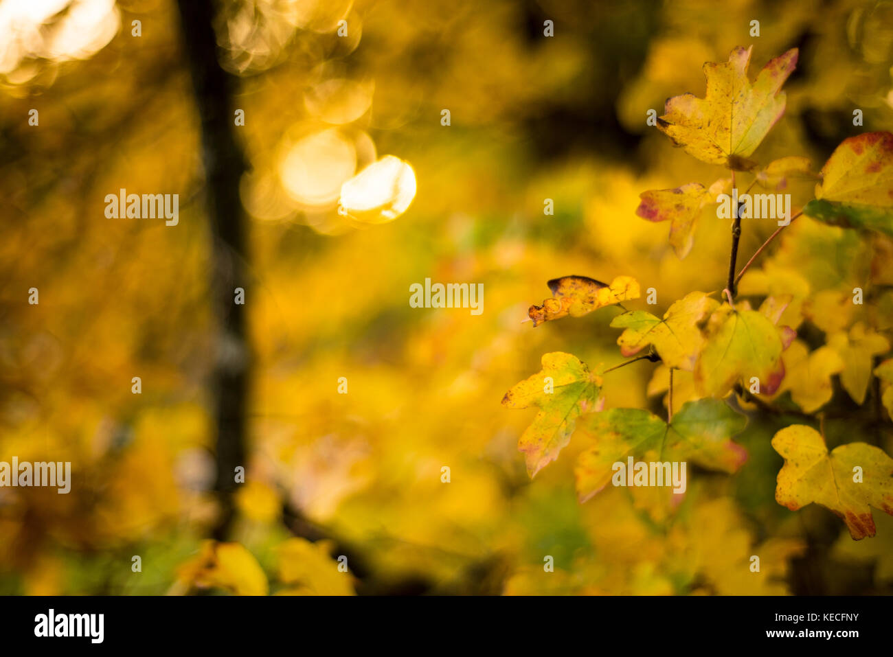 Bright autumnal field maple tree leaves in a popular Woodland Landscape ...