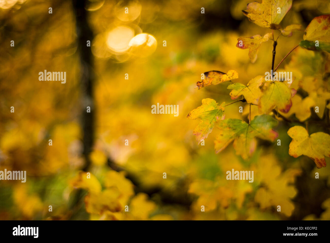 Bright autumnal field maple tree leaves in a popular Woodland Landscape ...