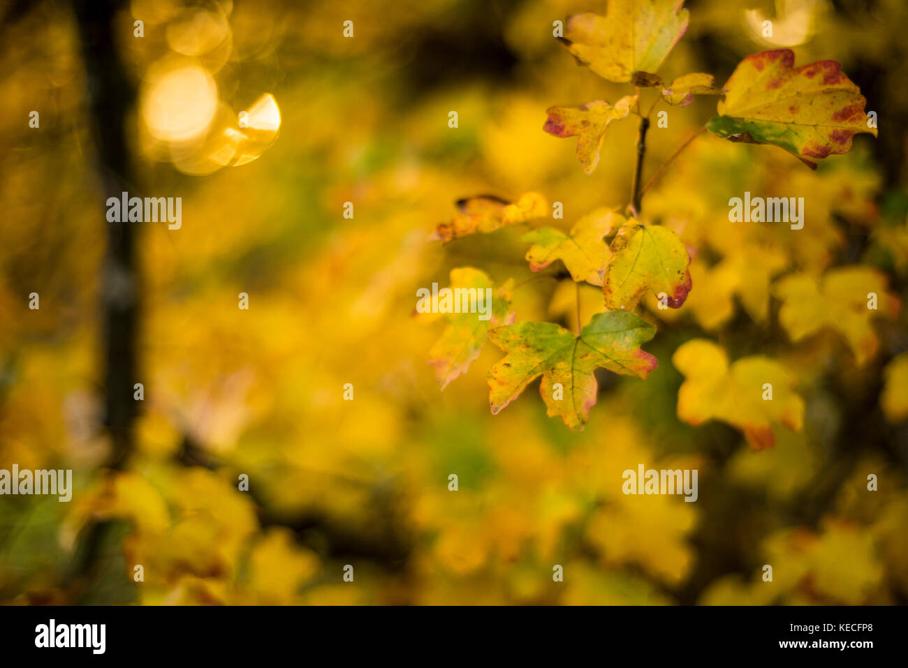 Bright autumnal field maple tree leaves in a popular Woodland Landscape ...