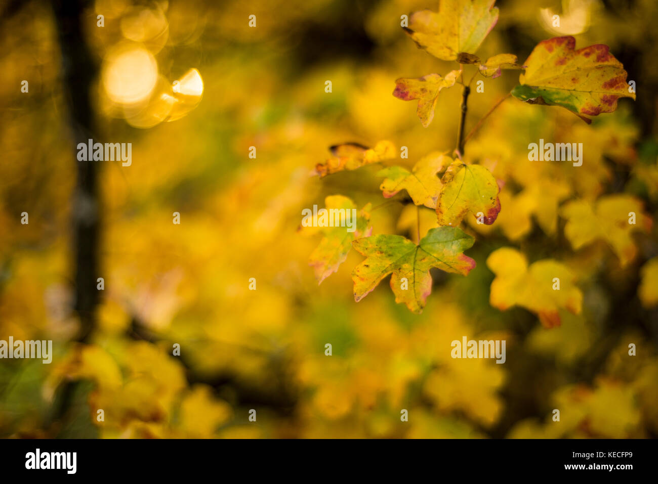 Bright autumnal field maple tree leaves in a popular Woodland Landscape ...