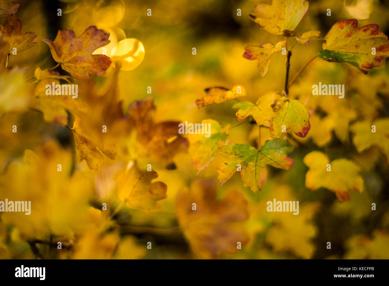 Bright autumnal field maple tree leaves in a popular Woodland Landscape ...