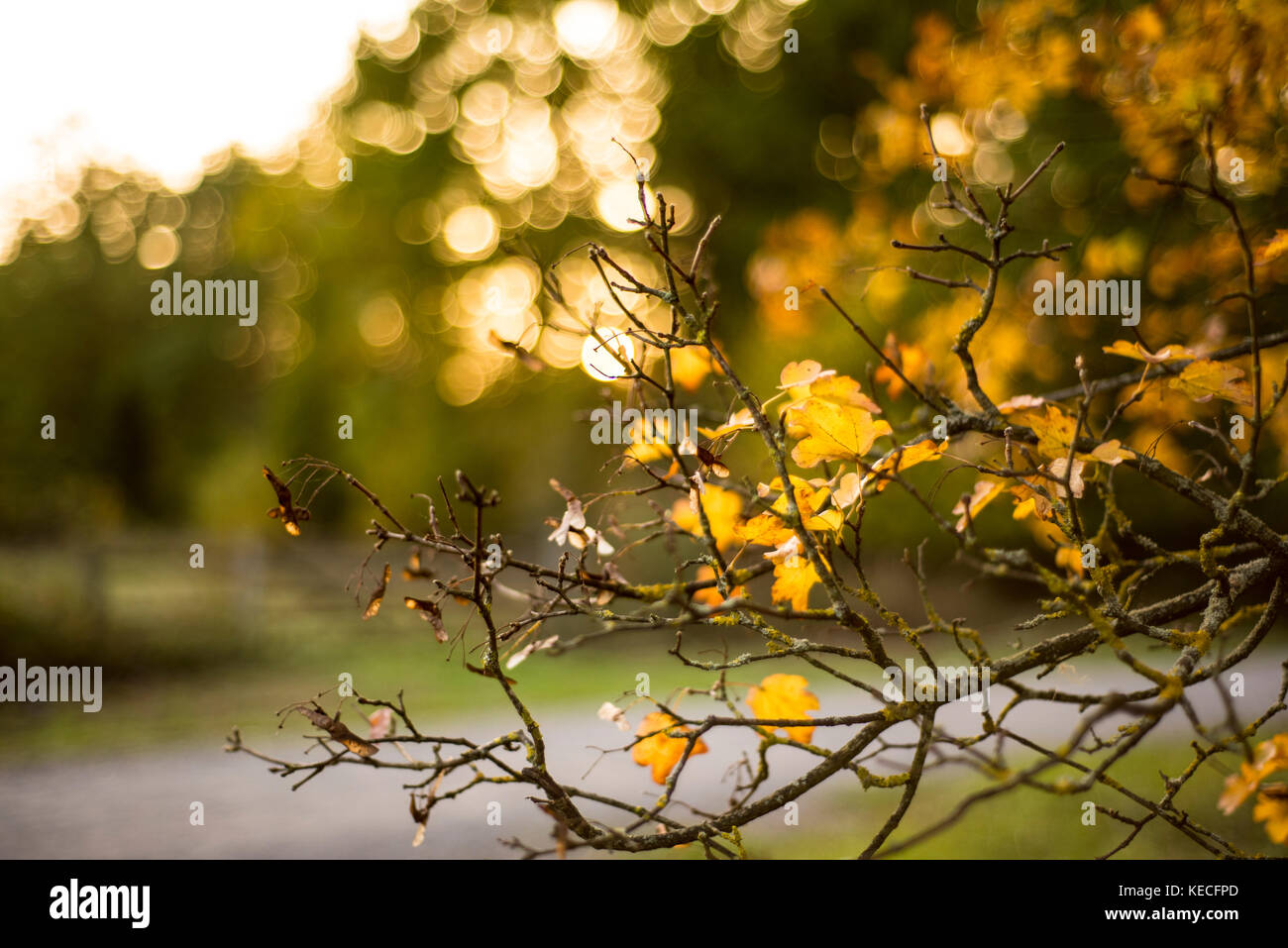 Bright autumnal field maple tree leaves in a popular Woodland Landscape ...