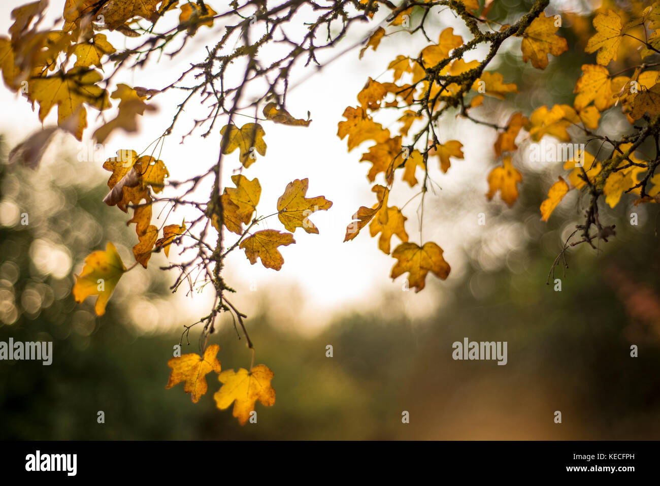 Bright autumnal field maple tree leaves in a popular Woodland Landscape ...