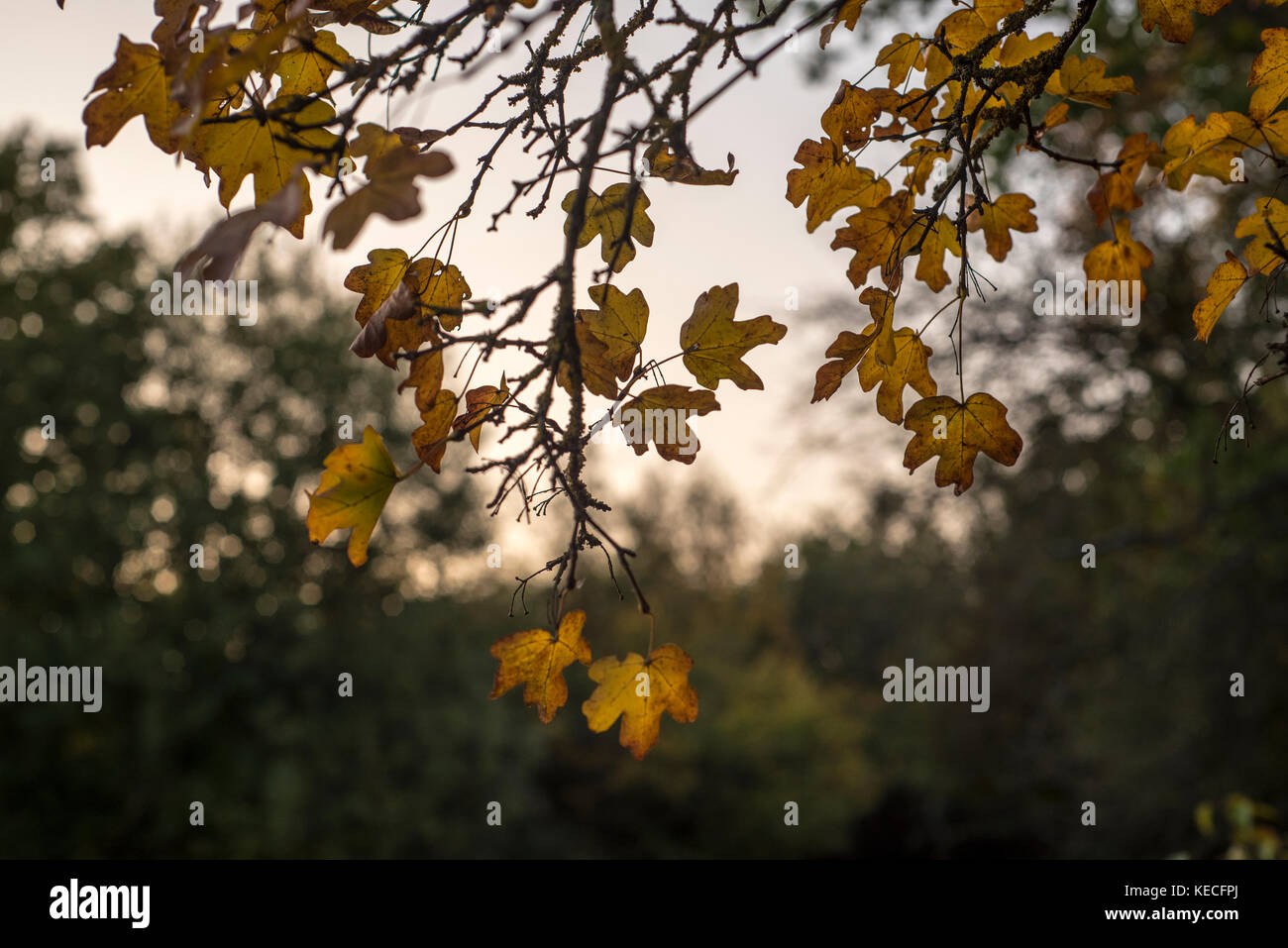 Bright autumnal field maple tree leaves in a popular Woodland Landscape ...